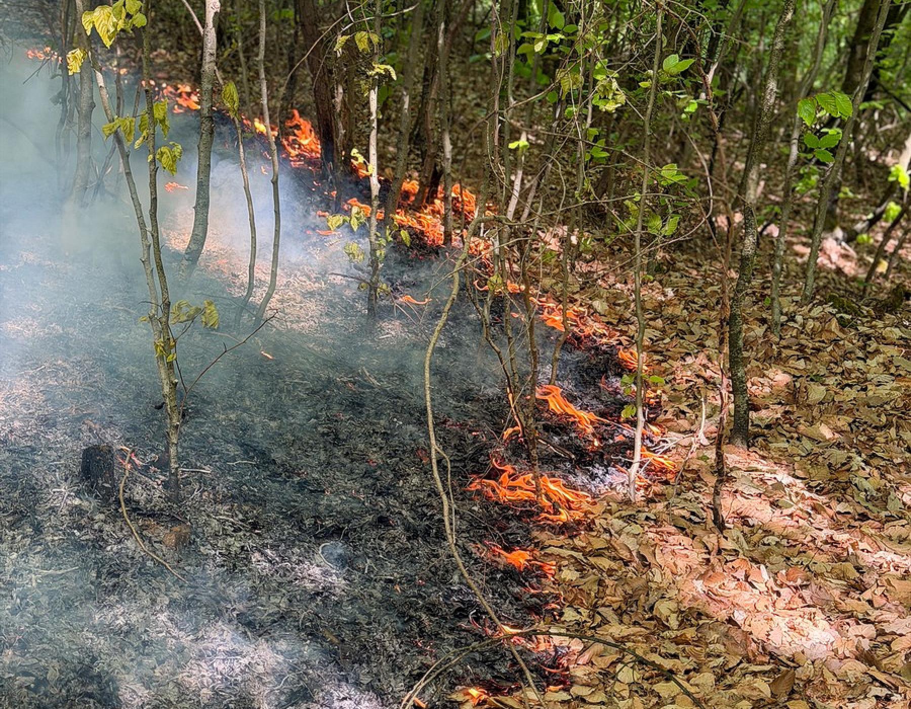 Waldbrand auf 6.500 Quadratmetern in Stuttgart-Rohracker | Berliner ...