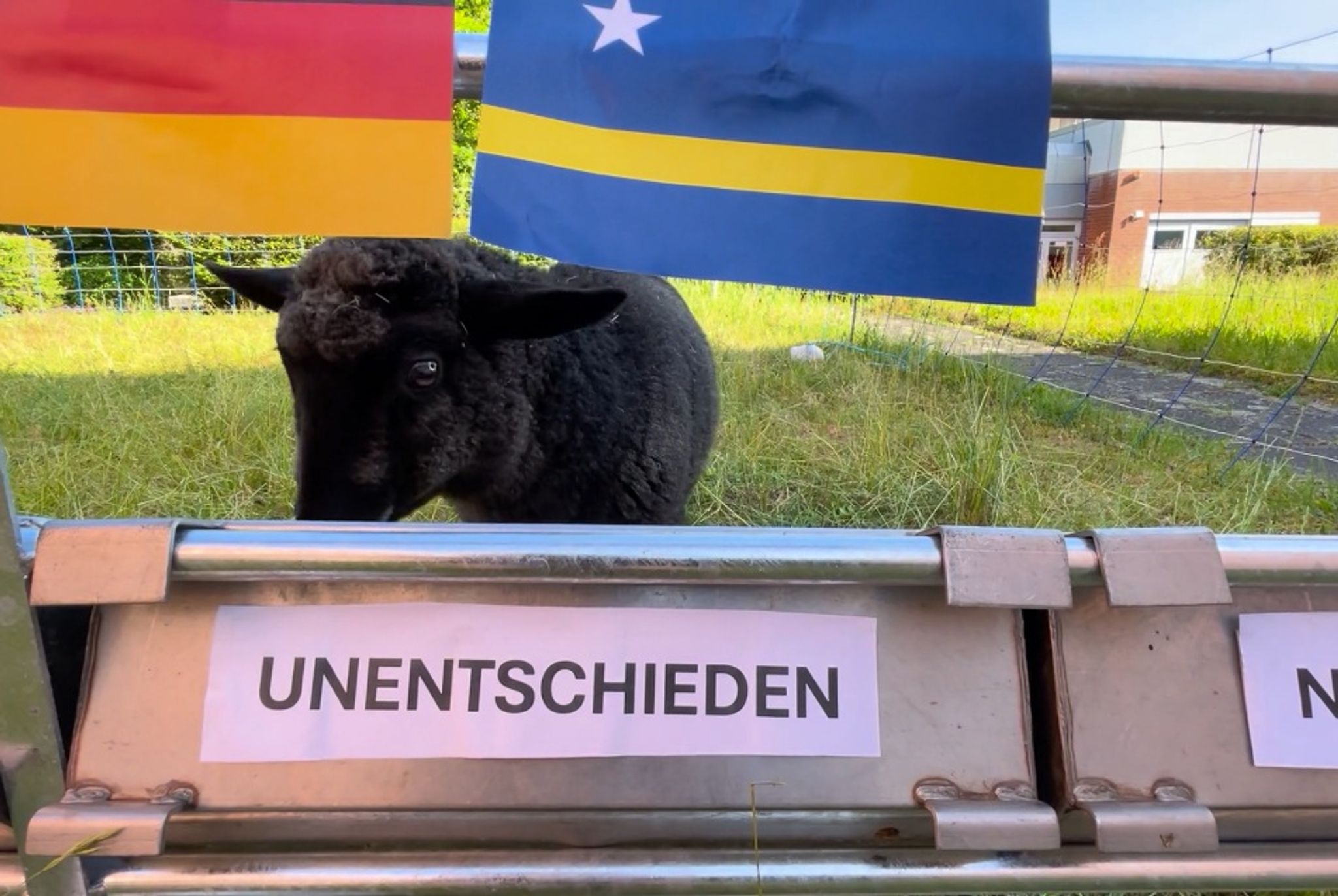 Schaf Tina tippt auf Unentschieden bei Deutschland-Spiel | Berliner ...